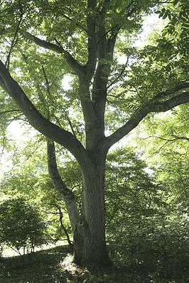 Manĉura juglando: foto kaj priskribo, plantado kaj prizorgado en Siberio, Moskva regiono, en Uralo 7958_1