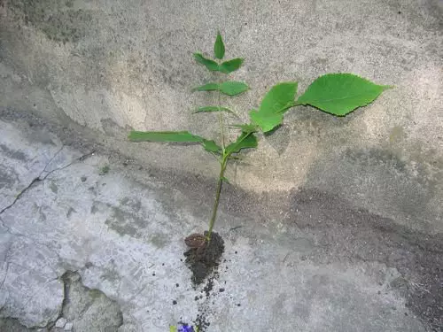 Manĉura juglando: foto kaj priskribo, plantado kaj prizorgado en Siberio, Moskva regiono, en Uralo 7958_14