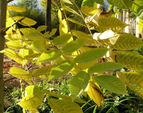 Mandžurski oreh: fotografija in opis, sajenje in nega v Sibiriji, Moskovska regija, na Uralu 7958_3