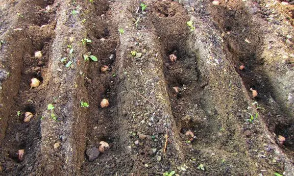 Manĉura juglando: foto kaj priskribo, plantado kaj prizorgado en Siberio, Moskva regiono, en Uralo 7958_6