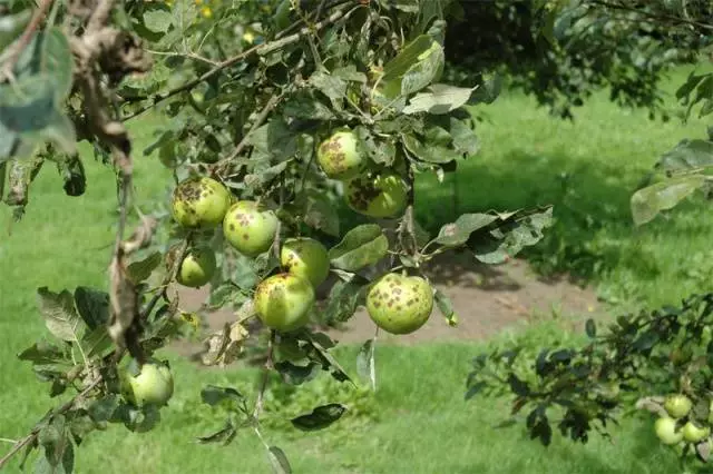 Crosta su un melo: come combattere in estate, primavera, autunno 7961_1