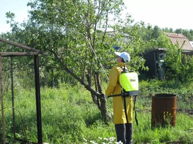 Crosta su un melo: come combattere in estate, primavera, autunno 7961_3