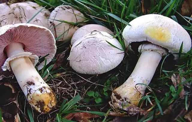 Champignon daj-tawv nqaij (liab): nws zoo li cas, qhov twg nws loj hlob, hloov pauv tau, yuav ua li cas thiaj paub qhov txawv 796_1