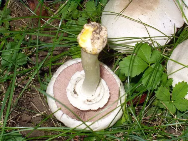 Champignon ifite uruhu rwumuhondo (umutuku): uko isa, aho ikura, kuribwa, uburyo bwo gutandukanya 796_2