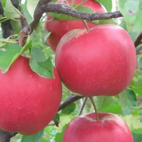 Itacen Apple Firebird: bayanin iri -iri, hoto, dasa, kulawa, bita 7973_2