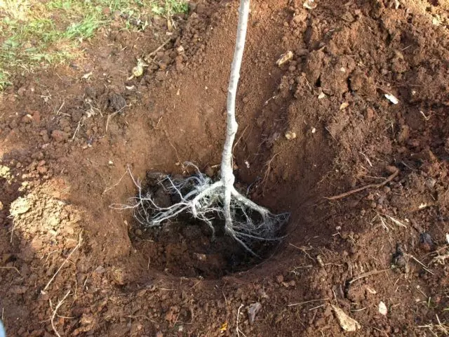 Apfelbaum Firebird: Sortenbeschreibung, Foto, Pflanzung, Pflege, Bewertungen 7973_4