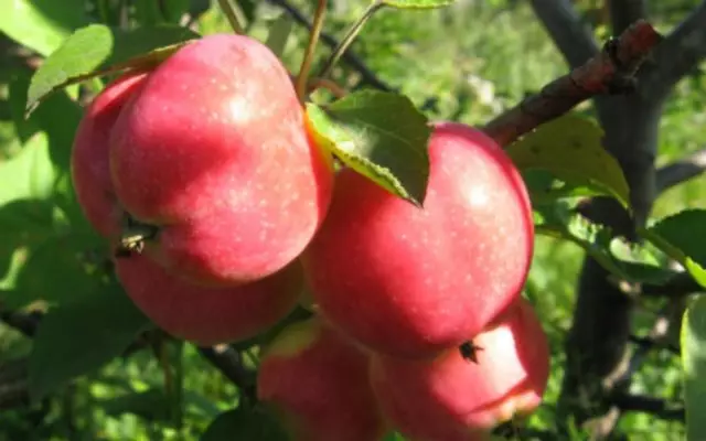 Apfelbaum Firebird: Sortenbeschreibung, Foto, Pflanzung, Pflege, Bewertungen 7973_9