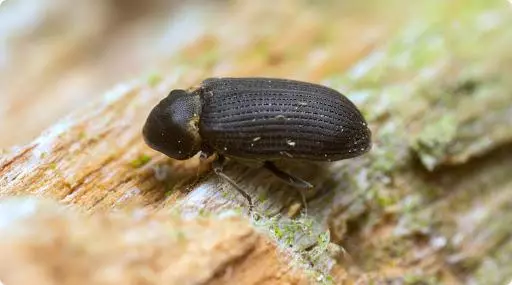 Bark beetle sa usa ka punoan sa mansanas: mga pamaagi sa pakigbisog, video, litrato, kung unsa ang buhaton, paghulagway, pagtambal 7979_1