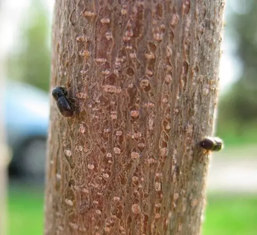 Bark beetle sa usa ka punoan sa mansanas: mga pamaagi sa pakigbisog, video, litrato, kung unsa ang buhaton, paghulagway, pagtambal 7979_3