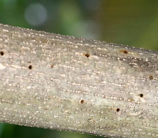 Bark maleshoane sefateng sa apole: mekhoa ea ho loana, video, linepe, seo o lokelang ho se etsa, tlhaloso, kalafo 7979_4