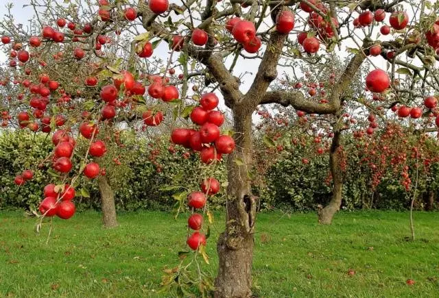 Gige awọn igi apple ni Igba Irẹdanu Ewe 7994_1