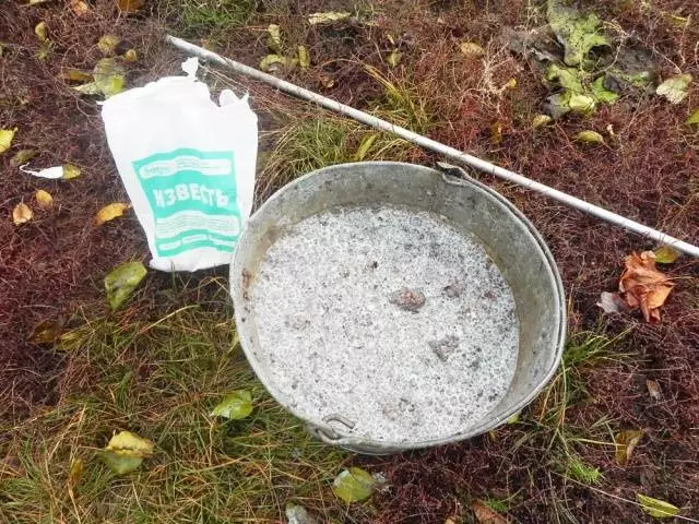 Quand badigeonner les pommiers à la chaux en automne 7996_11