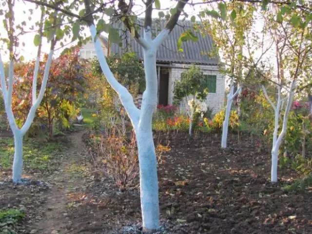 When to whitewash apple trees in autumn 7996_15