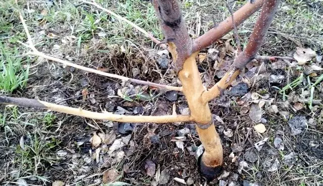 ശരത്കാലത്തിലാണ് ആപ്പിൾ മരങ്ങൾ വെളുപ്പിക്കേണ്ടത് 7996_3