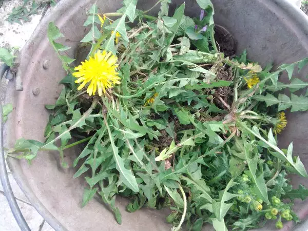 Dandelion izerاڻ: plantوٽن جي غذائيت لاءِ انفيوژن ڪيئن تيار ڪجي 8041_1