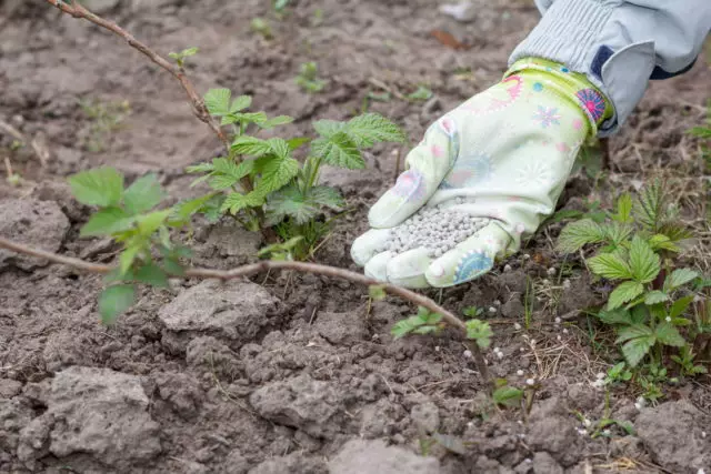 Ammofoska kao gnojivo: kada i gdje primijeniti, količine primjene za krumpir, za ruže 8044_10