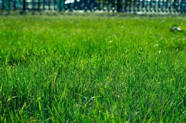 Ammofoska como fertilizante: cuándo y dónde aplicar, tasas de aplicación para patatas, rosas 8044_9