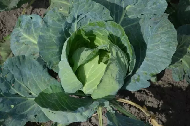 Ammoniumnitraat: toepassing voor bloemen, aardbeien, onkruid, wanneer en hoe toe te passen op de bodem 8069_10