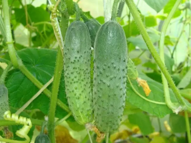 ಅಮೋನಿಯಂ ನೈಟ್ರೇಟ್: ಹೂವುಗಳು, ಸ್ಟ್ರಾಬೆರಿಗಳು, ಕಳೆಗಳು, ಯಾವಾಗ ಮತ್ತು ಹೇಗೆ ಮಣ್ಣಿಗೆ ಅನ್ವಯಿಸಬೇಕು 8069_13