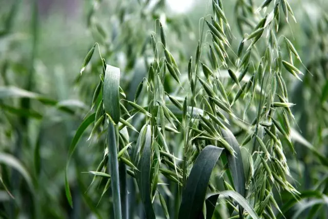 Ammoniumnitraat: toepassing voor bloemen, aardbeien, onkruid, wanneer en hoe toe te passen op de bodem 8069_22