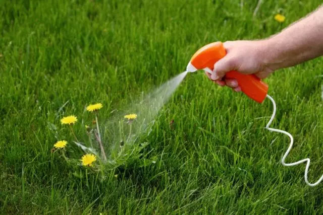 Ammoniumnitraat: toepassing voor bloemen, aardbeien, onkruid, wanneer en hoe toe te passen op de bodem 8069_24