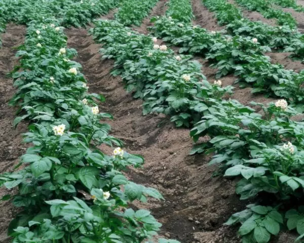 Ammoniumnitraat: toepassing voor bloemen, aardbeien, onkruid, wanneer en hoe toe te passen op de bodem 8069_41