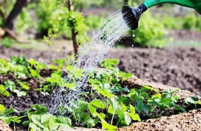 Fertilizantes quelados: tipos, nombres, que es, como son útiles para las plantas. 8072_4