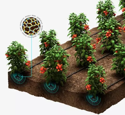 Fertilizantes quelados: tipos, nombres, que es, como son útiles para las plantas. 8072_5