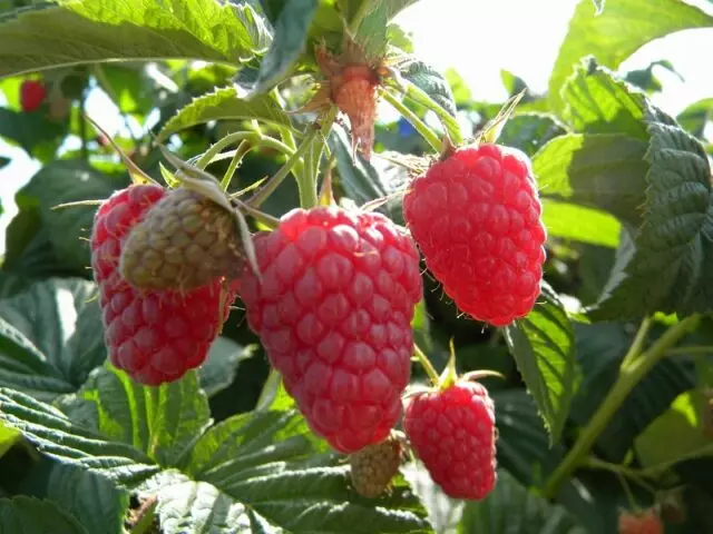 How to feed raspberries with urea in the spring (urea) 8078_3