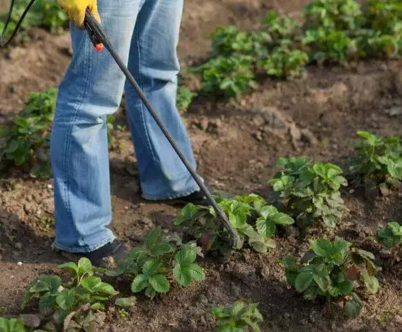 Insecticid Coragen de la gândacul din cartoful Colorado: instrucțiuni de utilizare, dozare, analogi, recenzii 8081_4