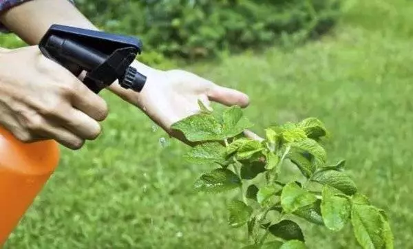 Fungicide Brunka: Method vun der Uwendung, Bewäertungen 8096_2