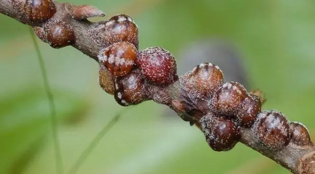 Fungicide Brunka: Method vun der Uwendung, Bewäertungen 8096_3