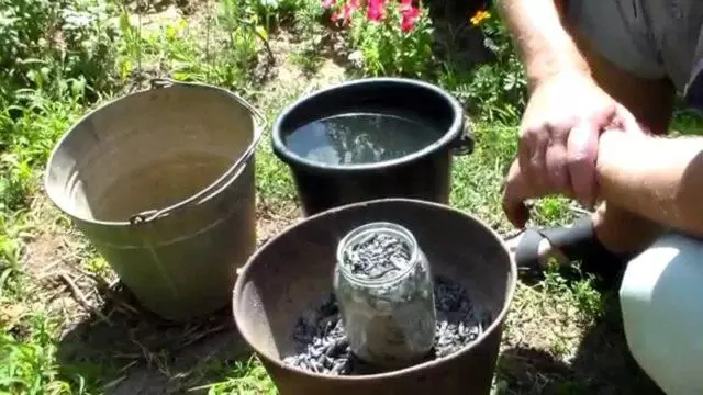 Top dressing cibule s popelem: na jaře, v létě, v dubnu, v květnu, v červnu, v červenci 8097_5