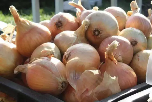 Top dressing of onions with ash: in spring, summer, in April, in May, in June, in July 8097_7