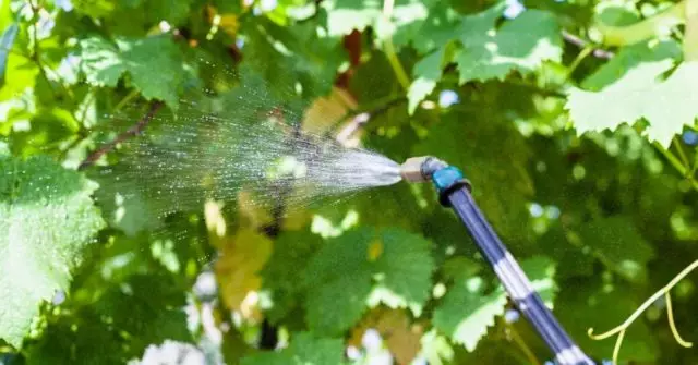 Fungicide Oxyhom: gebruiksaanwijzing voor komkommers, tomaten, druiven, samenstelling 8109_2