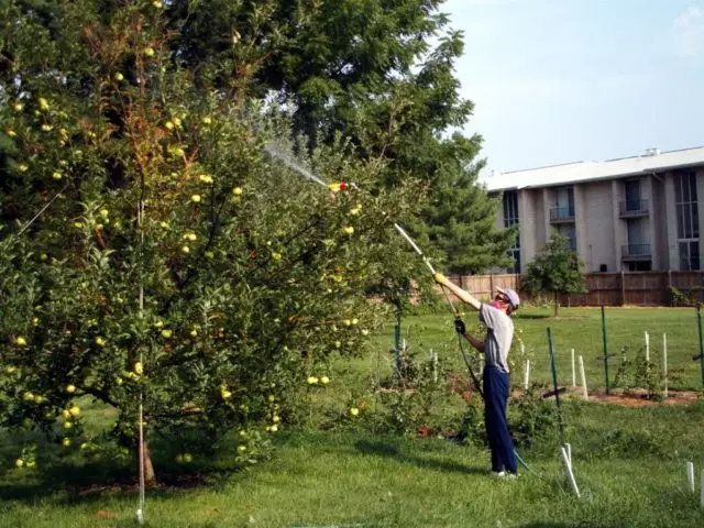 Fungicide Oxyhom: gebruiksaanwijzing voor komkommers, tomaten, druiven, samenstelling 8109_4