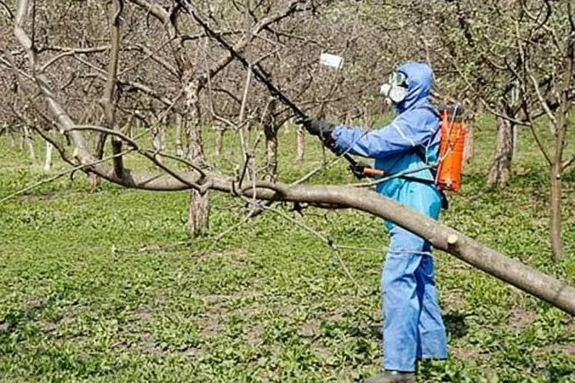 Фунгіцыд Оксихом: інструкцыя па ўжыванні для агуркоў, таматаў, вінаграду, склад 8109_5