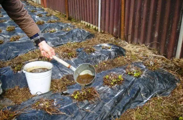 Amorodos e esterco: na primavera, no outono, gústalle ao plantar 8110_2