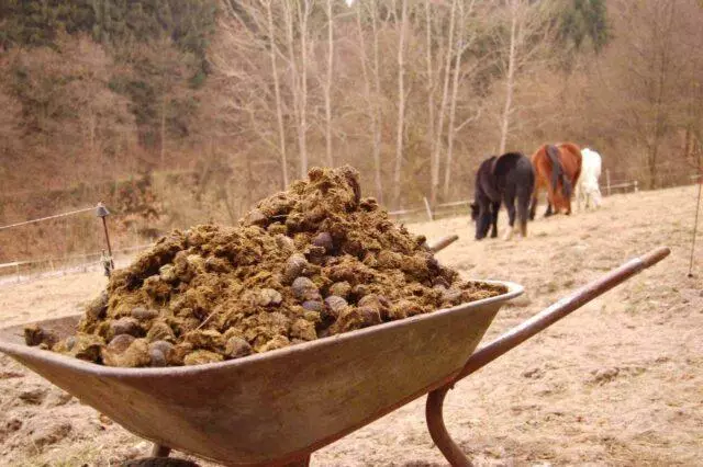 Amorodos e esterco: na primavera, no outono, gústalle ao plantar 8110_3