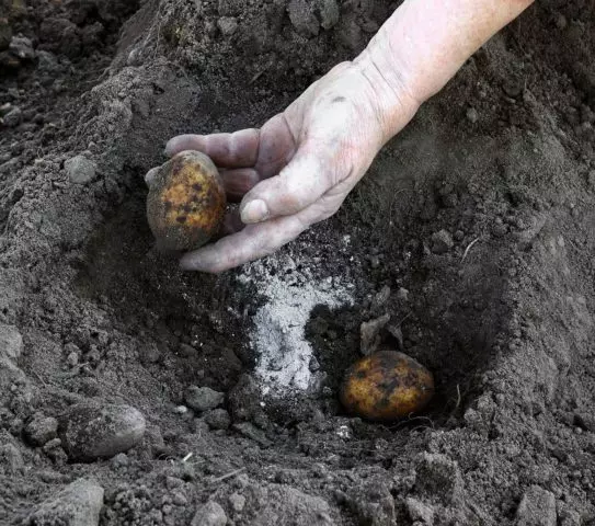 Borofoska: navodila za uporabo gnojila na vrtu, za paradižnik, grozdje, jagode 8114_9