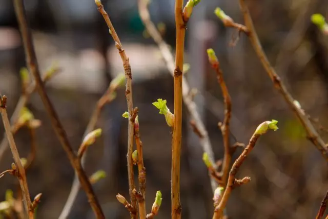 Springazda smorodina üçin topaz: sepip bilýän wagtyňyz ulanmak boýunça görkezmeler 8121_5