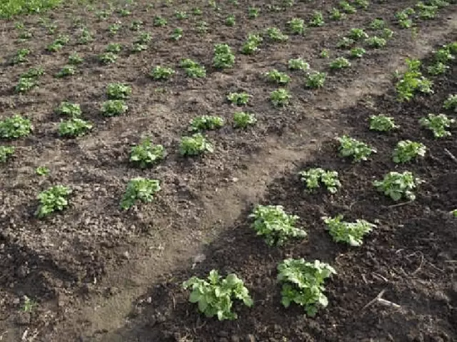 Herbicide Boxer: Instruktioune fir ze benotzen op Gromperen, Ënnen, Muerten, Knuewelek 8122_3