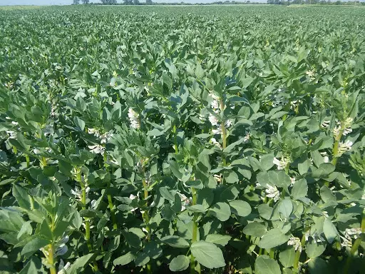 Herbicide Boxer: Instruktioune fir ze benotzen op Gromperen, Ënnen, Muerten, Knuewelek 8122_9