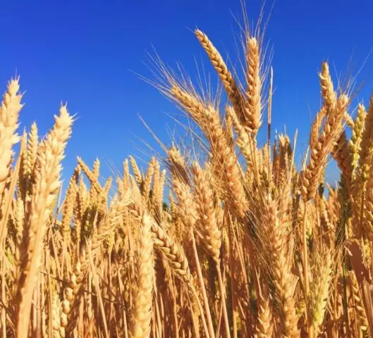 Herbicide Ballerina: mga panudlo alang sa paggamit sa trigo, mais, barley, rate sa konsumo 8123_2