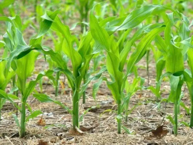 Herbicide Ballerina: litaelo tsa tšebeliso ea koro, poone, harese, sekhahla sa tšebeliso 8123_6