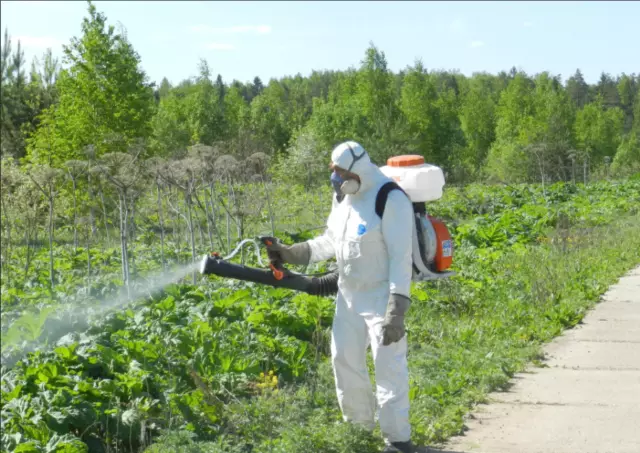 Iherbicide Hacker ngokuchasene nokhula engceni: imiyalelo yokusetyenziswa, ukuphononongwa, inqanaba lokusetyenziswa, ukwakheka 8125_18