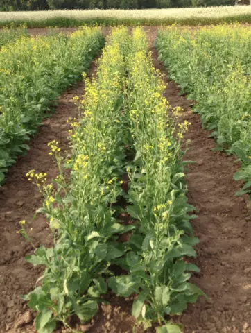 Herbicide Hacker tegen onkruid op het gazon: gebruiksaanwijzing, beoordelingen, verbruik, samenstelling 8125_7