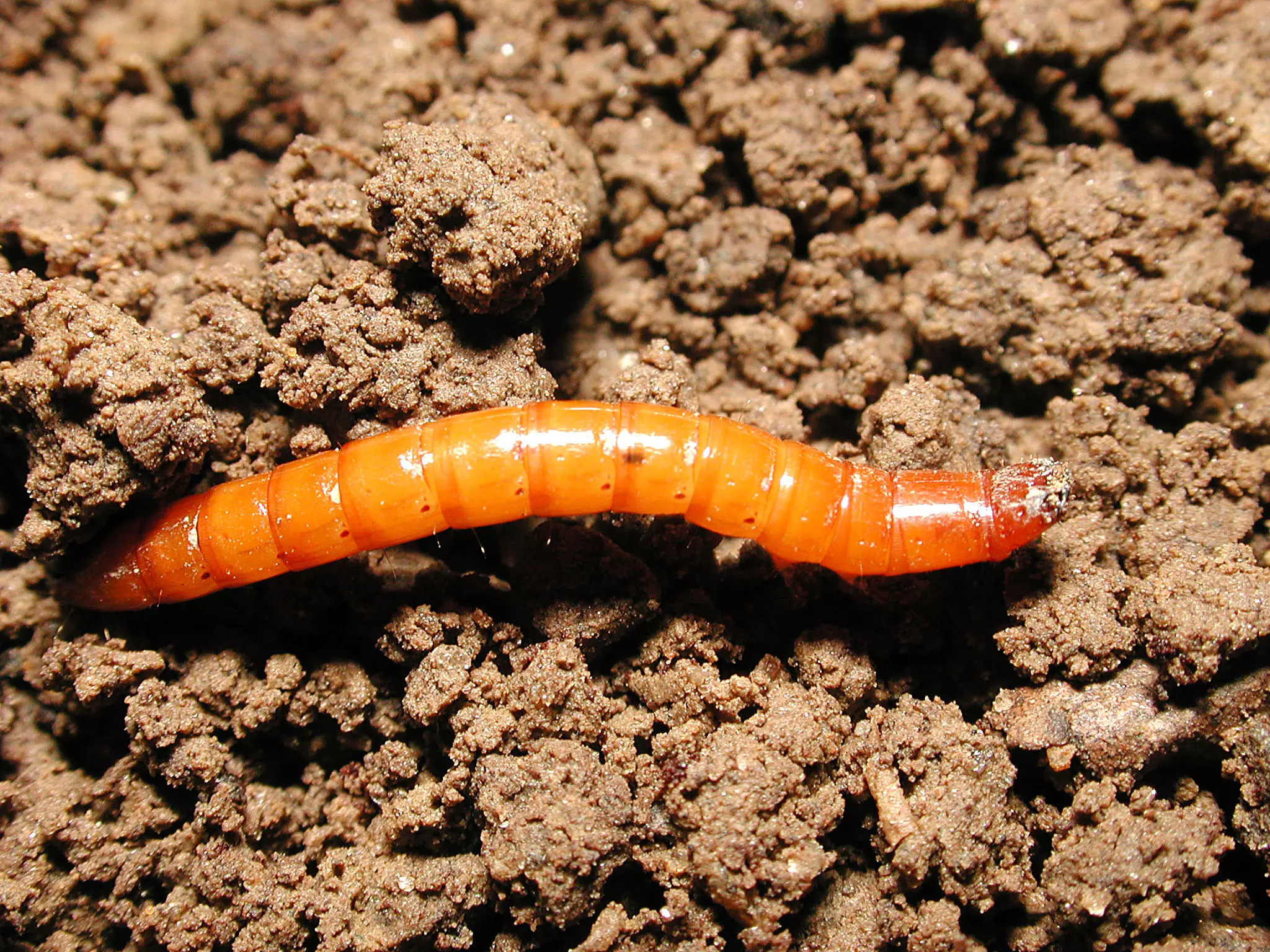 Sida loola tacaalo wireworm xilliga dayrta