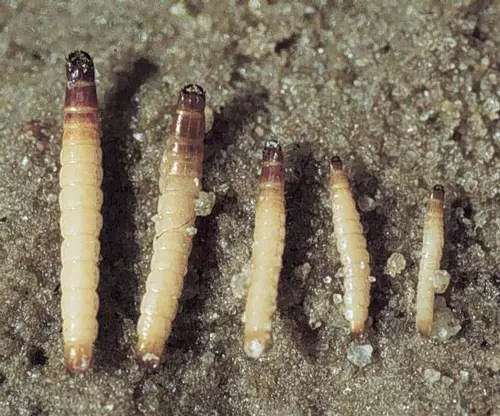 Wireworm: zdjęcie i opis, jak walczyć