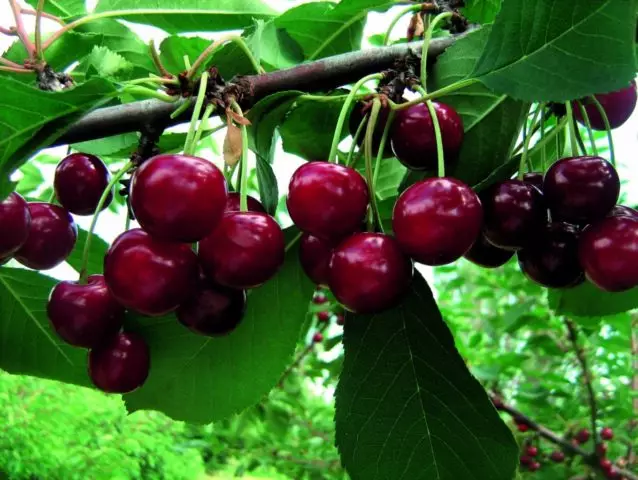 Cherry Prima: característiques, foto i descripció de la varietat, plantació i cura, cultiu 8162_1